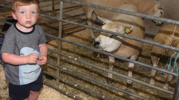 Families having fun down on the farm | iomtoday.co.im