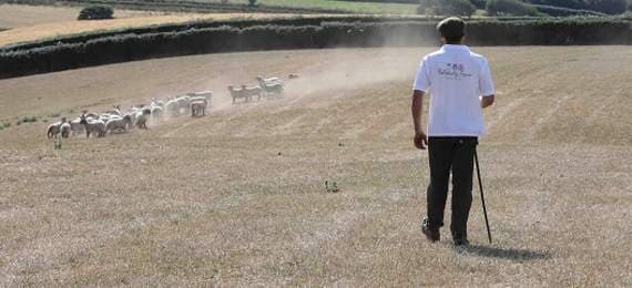 Farming union is in crisis talks after crops fail due to dry spell ...