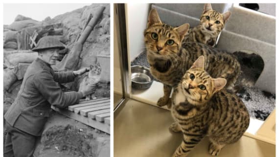 ManxSPCA column: The roles of animals in war | iomtoday.co.im