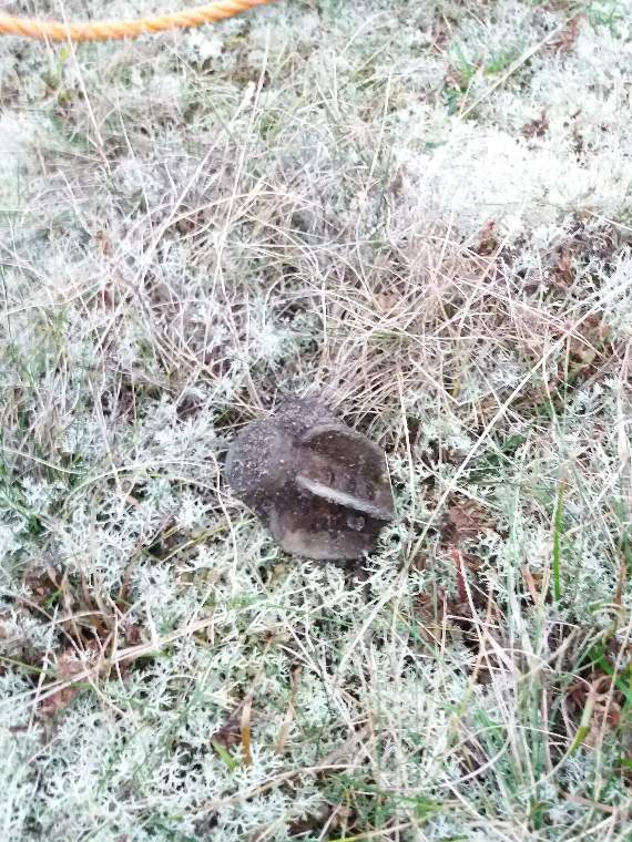 Tail fin of mortar shell found | iomtoday.co.im