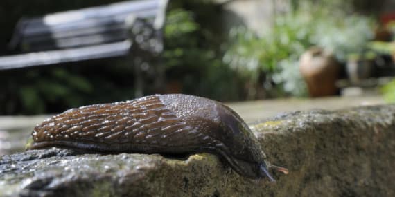 Hug a slug, say Wildlife Trust | iomtoday.co.im