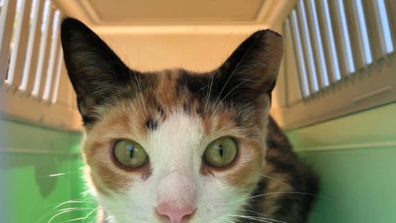 ManxSPCA column: Mable released to enjoy life as a feral cat | iomtoday ...