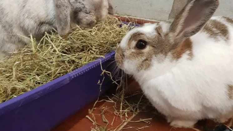 Manx SPCA column: Why rabbits deliberately conceal injuries and illness ...