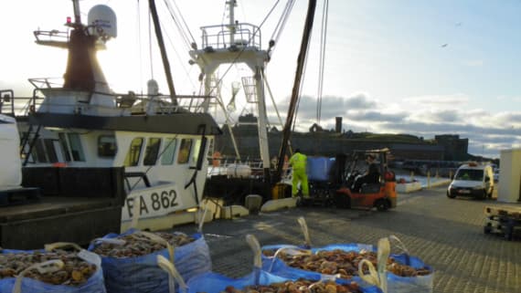Isle of Man king scallop numbers now among highest 'since surveys began ...