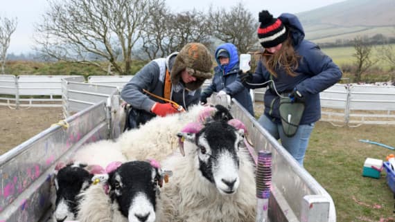 Who will farm if you can't? How self-isolation rules affect farmers ...