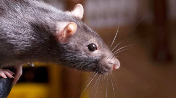 Manx SPCA: Appreciate rats for the amazing creatures they are ...