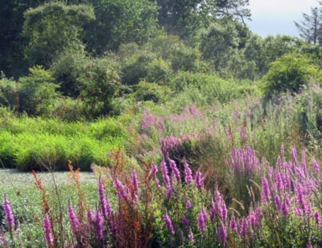 Manx winter wildlife walk to take place at island nature reserve ...