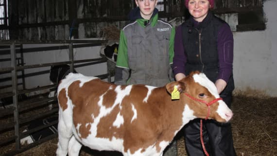 Update from Ballacricket Farm: Choosing which calves to show | iomtoday ...