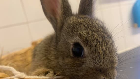Manx SPCA column: Countless rabbits spend miserable lives confined to a ...