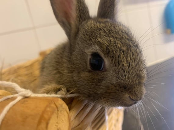 Manx SPCA column: Countless rabbits spend miserable lives confined to a ...
