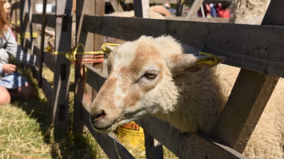 Entries for the Royal Manx Show are now open | iomtoday.co.im