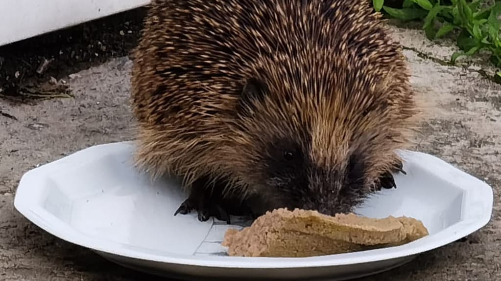 Look out for hedgehogs this Bonfire Night | iomtoday.co.im