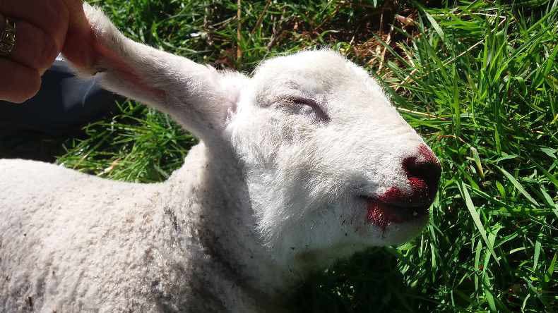 Advice on sheep attacks from police and the NFU | iomtoday.co.im