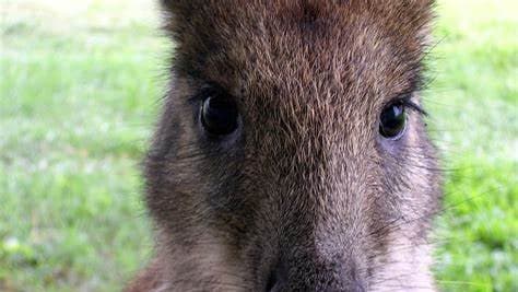 Horror as wallaby shot | iomtoday.co.im