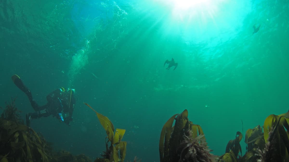 Competition photographing deep sea creatures | iomtoday.co.im