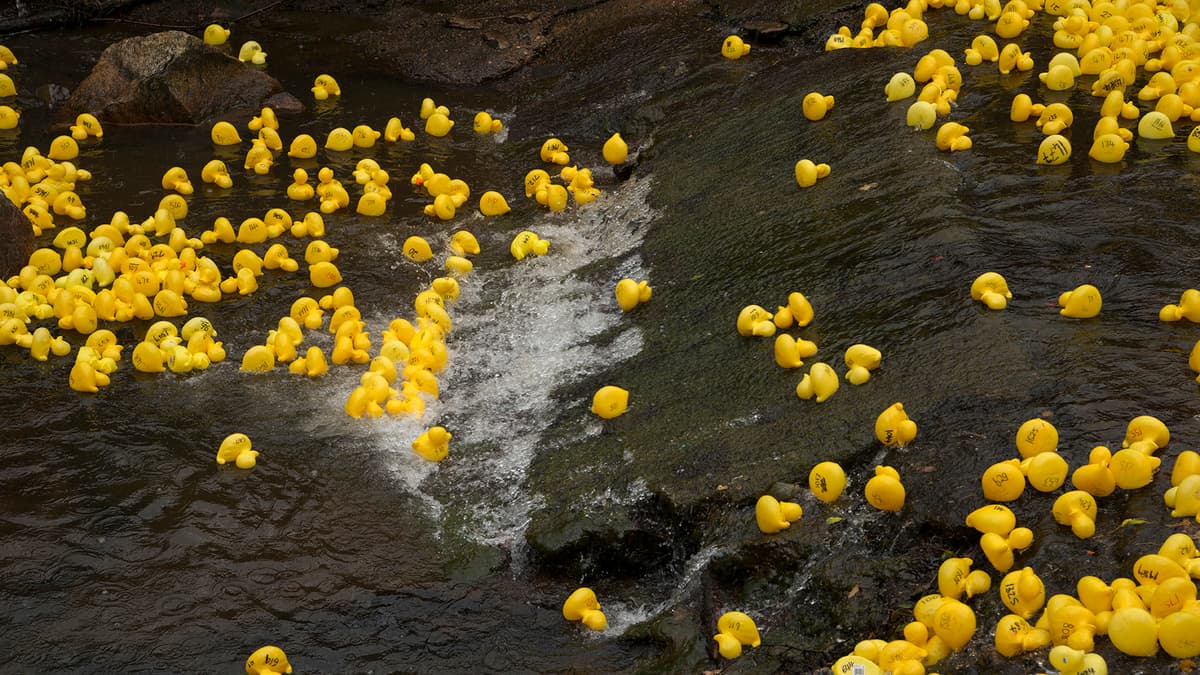 Competition hots up with duck races and a wheelie bin relay | iomtoday ...