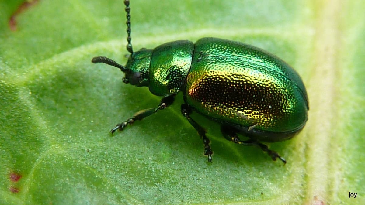 Bright and colourful lives of beetles under the microscope | iomtoday.co.im