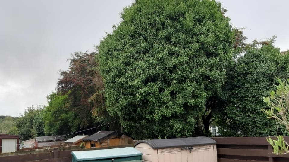 Concern over large dying trees that could pose risk to locals ...