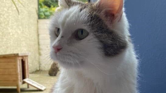 Manx SPCA column: How to cope with bereavement after the death of a pet ...