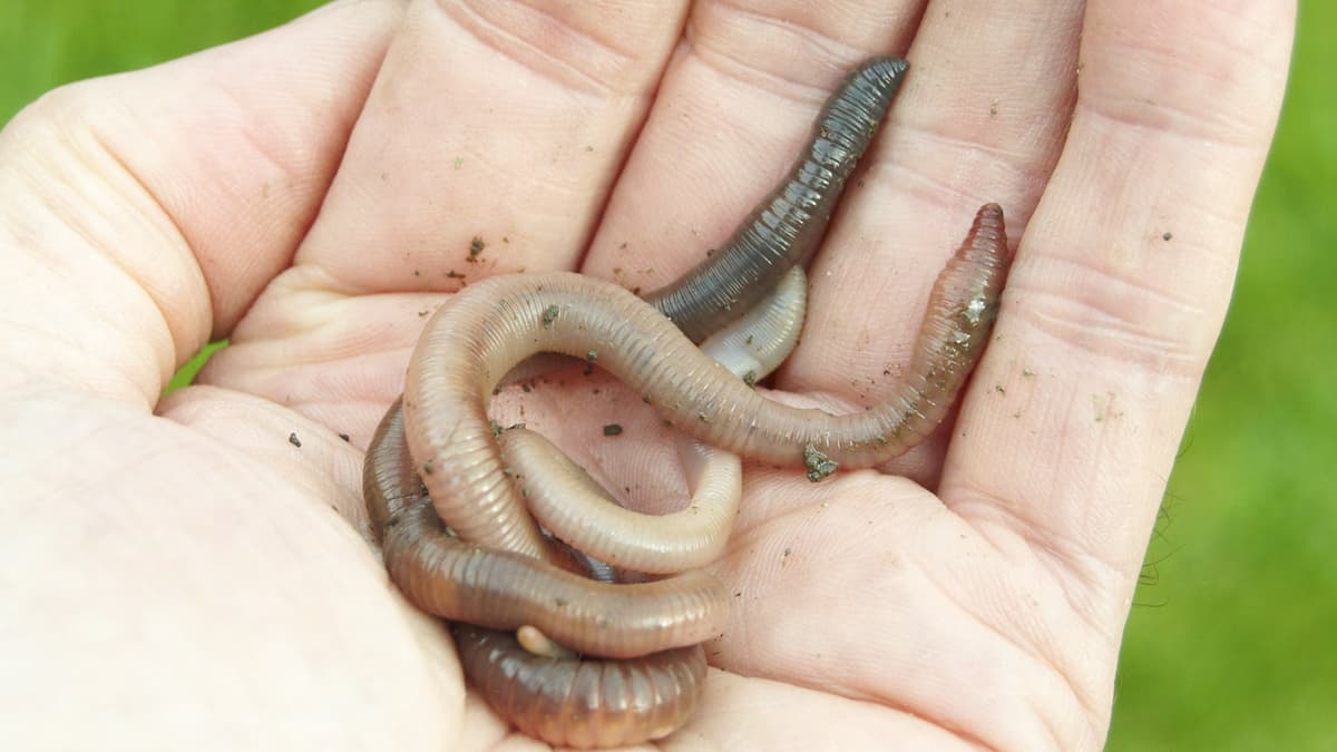 MWT column: Typical gardens are home to 16 types of earthworm ...