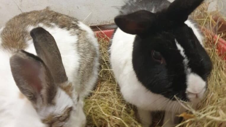 Manx SPCA column: Rabbits conceal injuries and illness | iomtoday.co.im