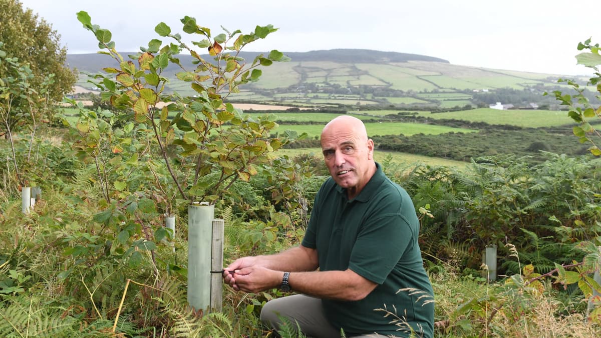 DEFA support for smaller tree planting schemes | iomtoday.co.im