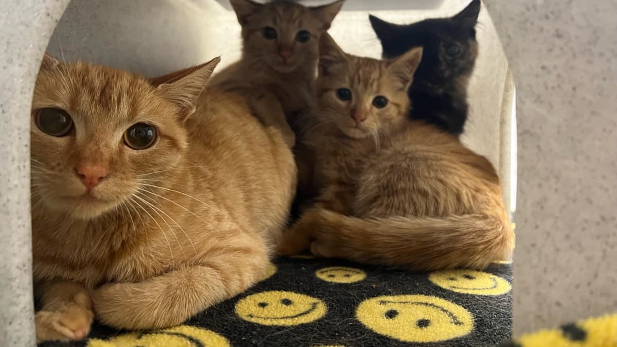 Manx SPCA column: Hoarding animals is not uncommon | iomtoday.co.im