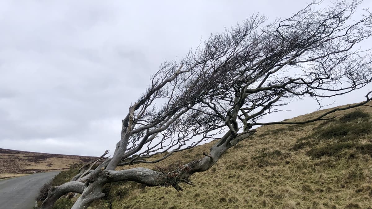 Manx Bard: Strength of being united is shown in nature | iomtoday.co.im