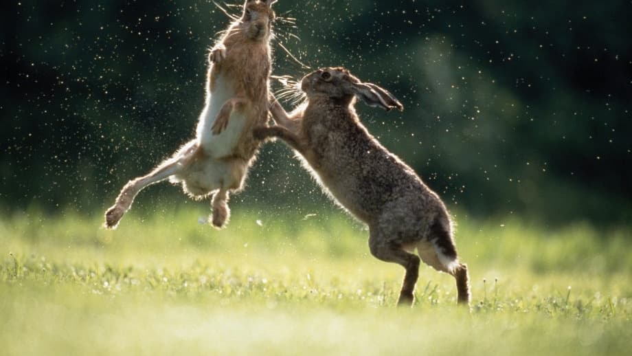 Manx SPCA column: The different between hares and rabbits | iomtoday.co.im
