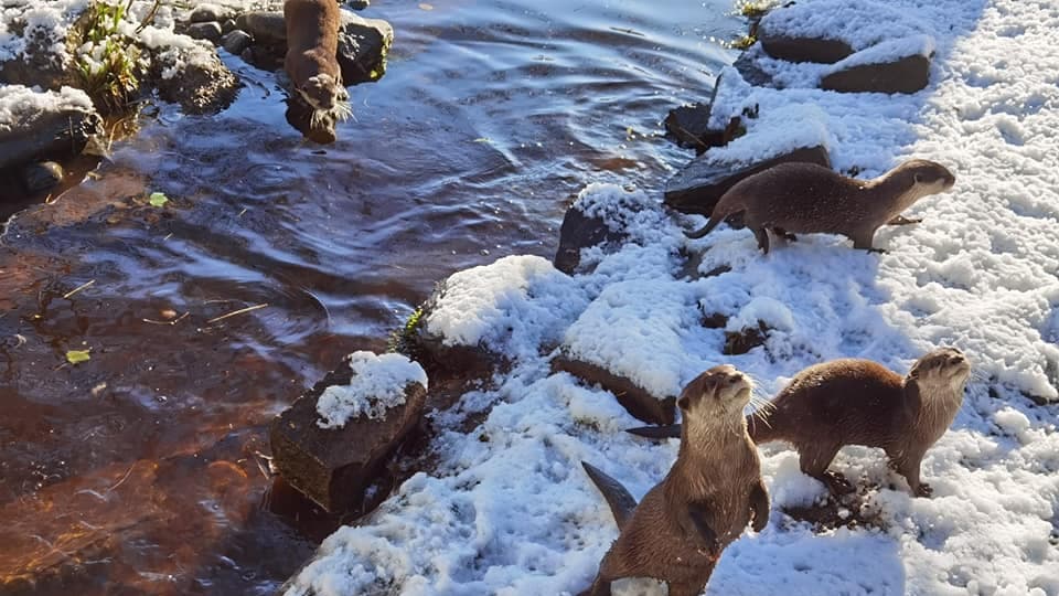 Wildlife Park's animals in the snow | iomtoday.co.im