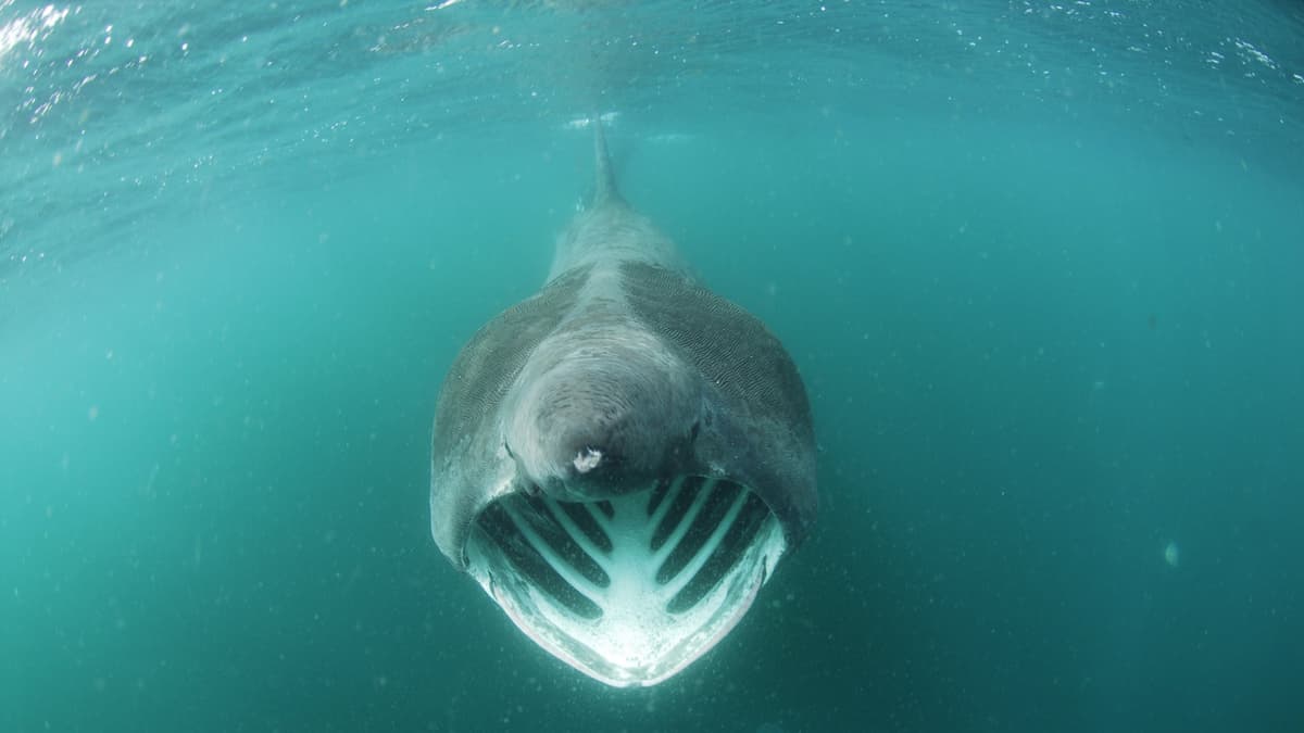Wildlife column: Tracking the movements of small sharks in our waters ...