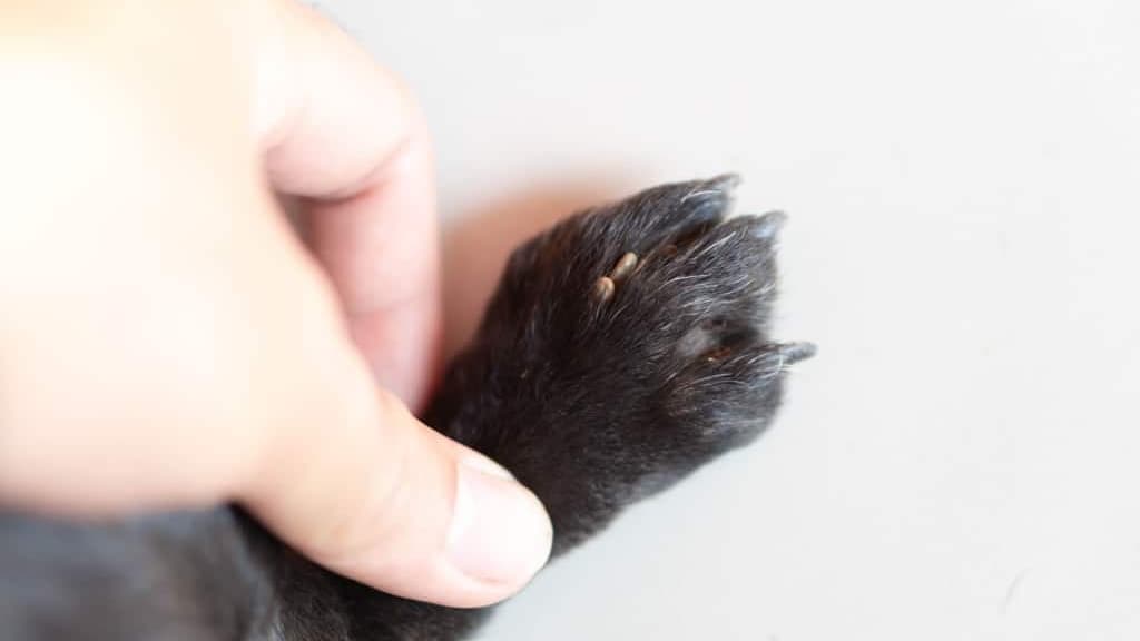 Manx SPCA column: Why ticks are in the news | iomtoday.co.im