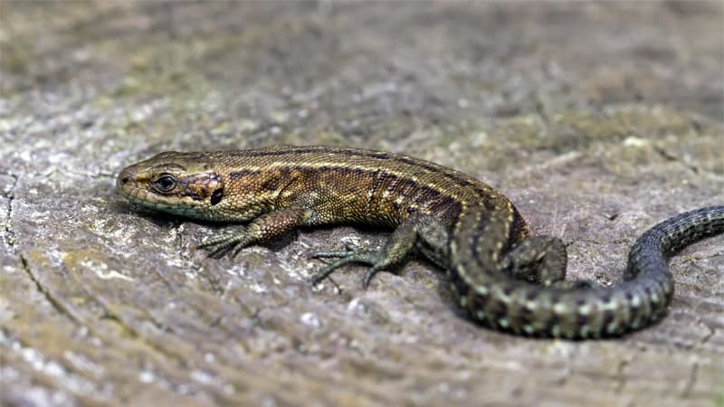 Spotlight on the Isle of Man’s only land-based reptile | iomtoday.co.im