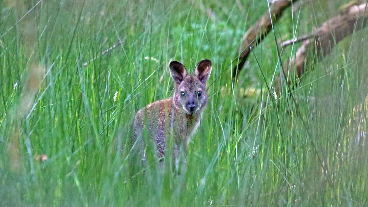 Sophie rain puasy cecelia is a very relaxed, intelligent,