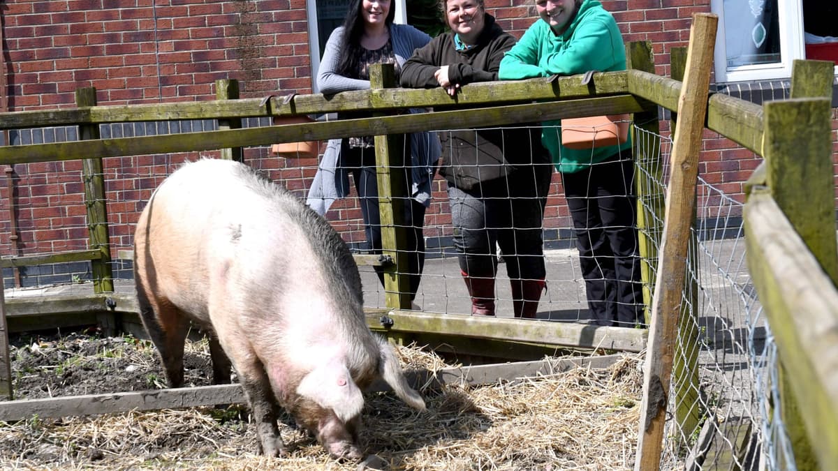 Why RGS children are so lucky to have a school farm | iomtoday.co.im