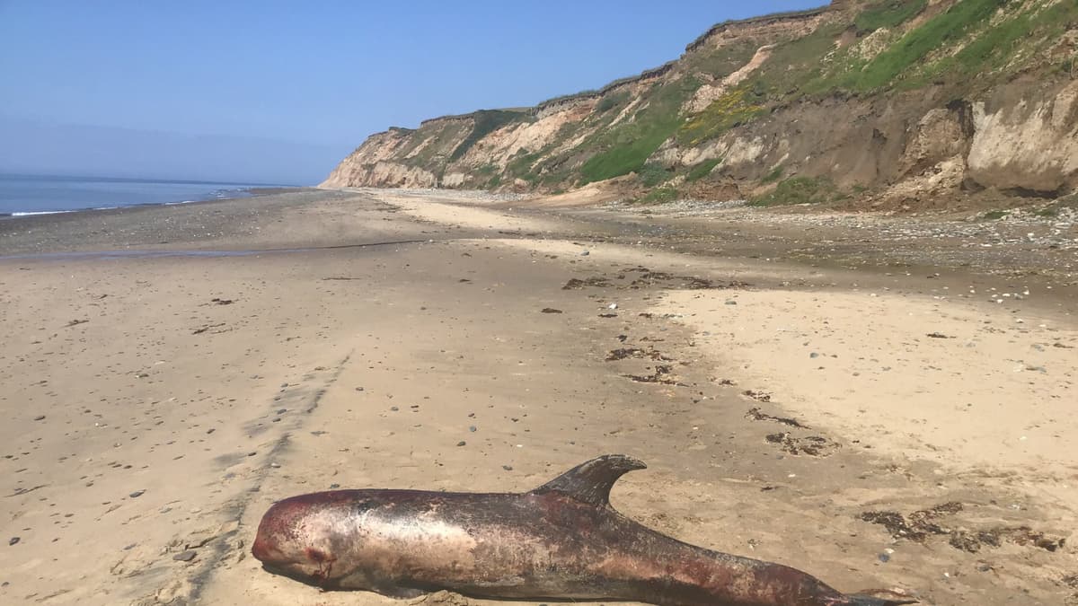Dolphin washes up on Kirk Michael beach | iomtoday.co.im