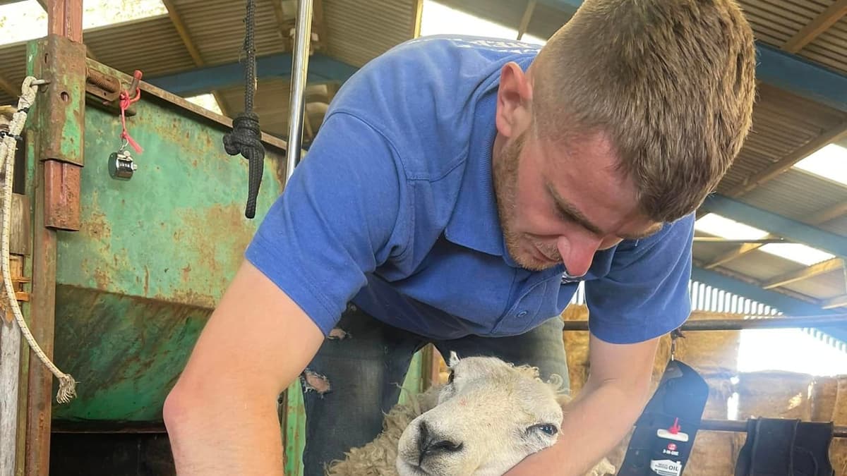 Sheep shearing courses are on offer | iomtoday.co.im