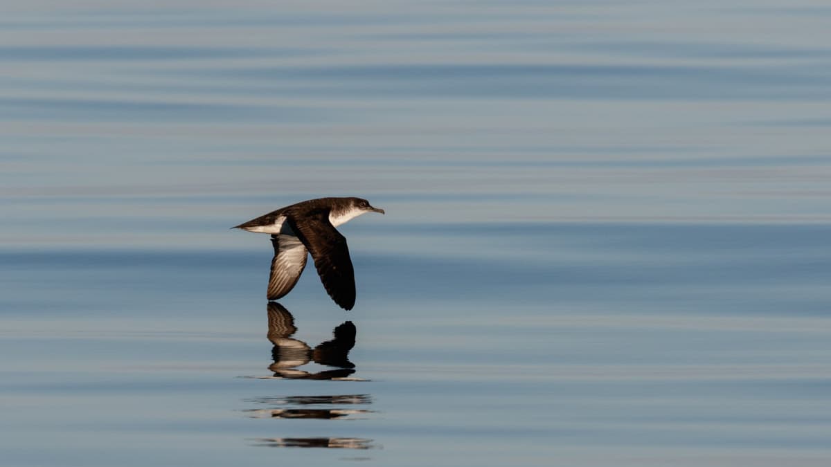 Marine life column: Bird species that specialise in living near to and ...