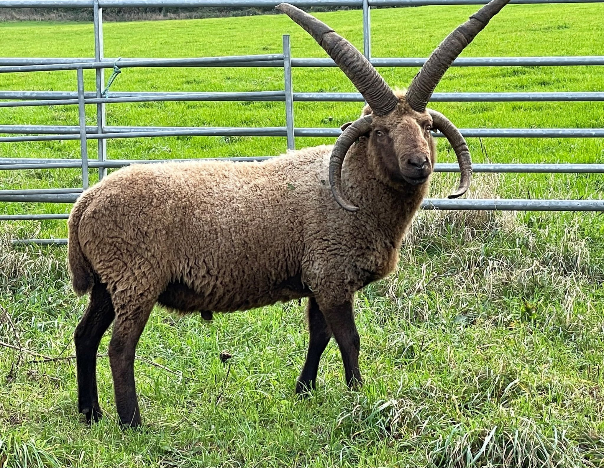 Helping to secure the future of loaghtan sheep | iomtoday.co.im