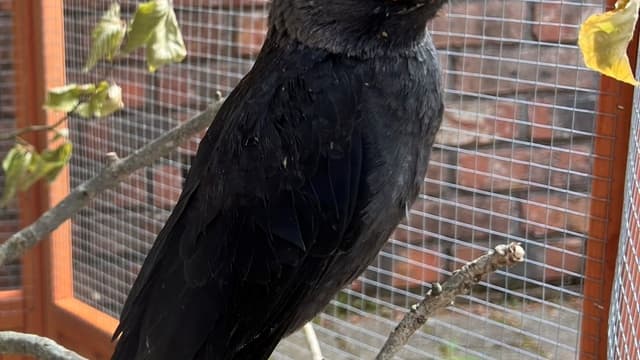 Manx SPCA column: Most birds are very smart | iomtoday.co.im