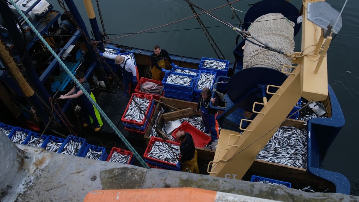 Manx herring fishery 'could be a reality' for first time in 25 years ...