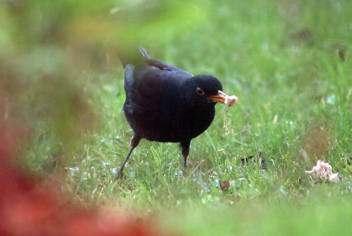 RSPB's annual 'Big Garden Birdwatch' scheme to take place next week ...