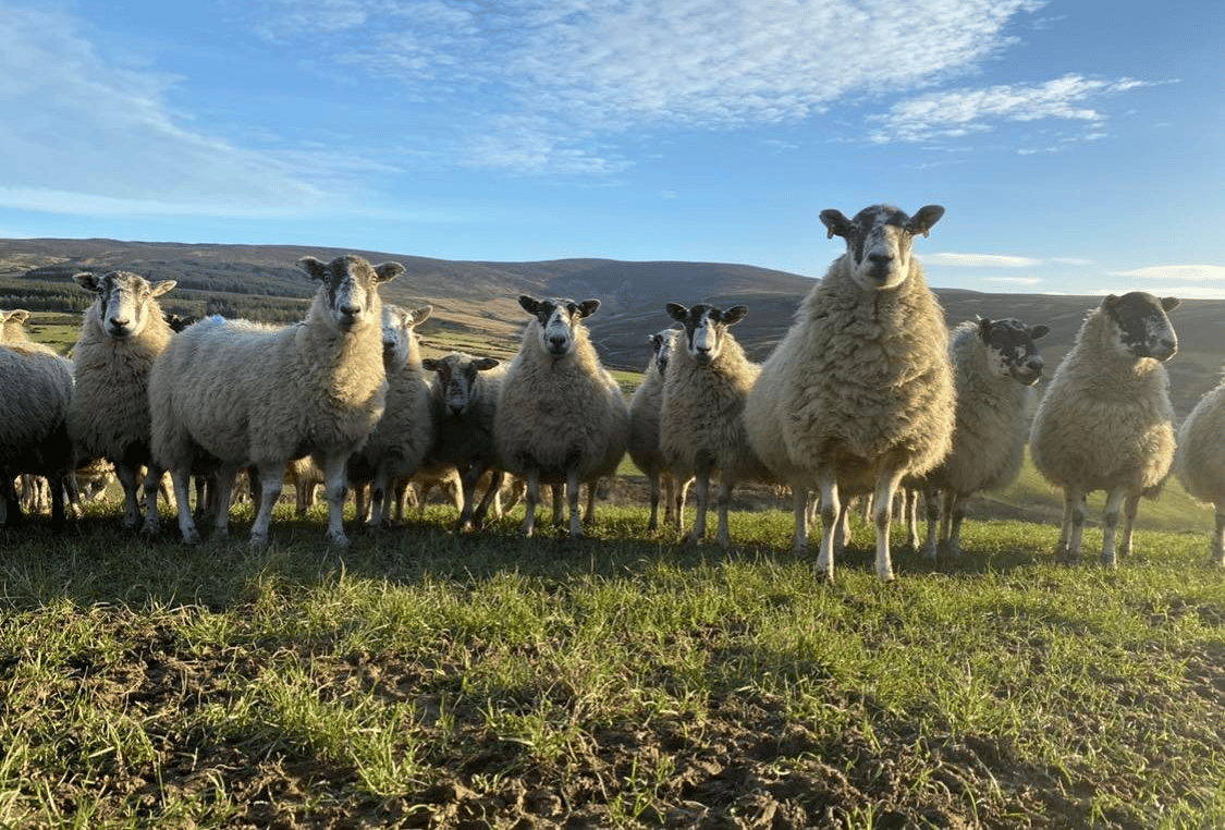 Manx National Farmers Union speaks out over 'sheep worrying' on the ...