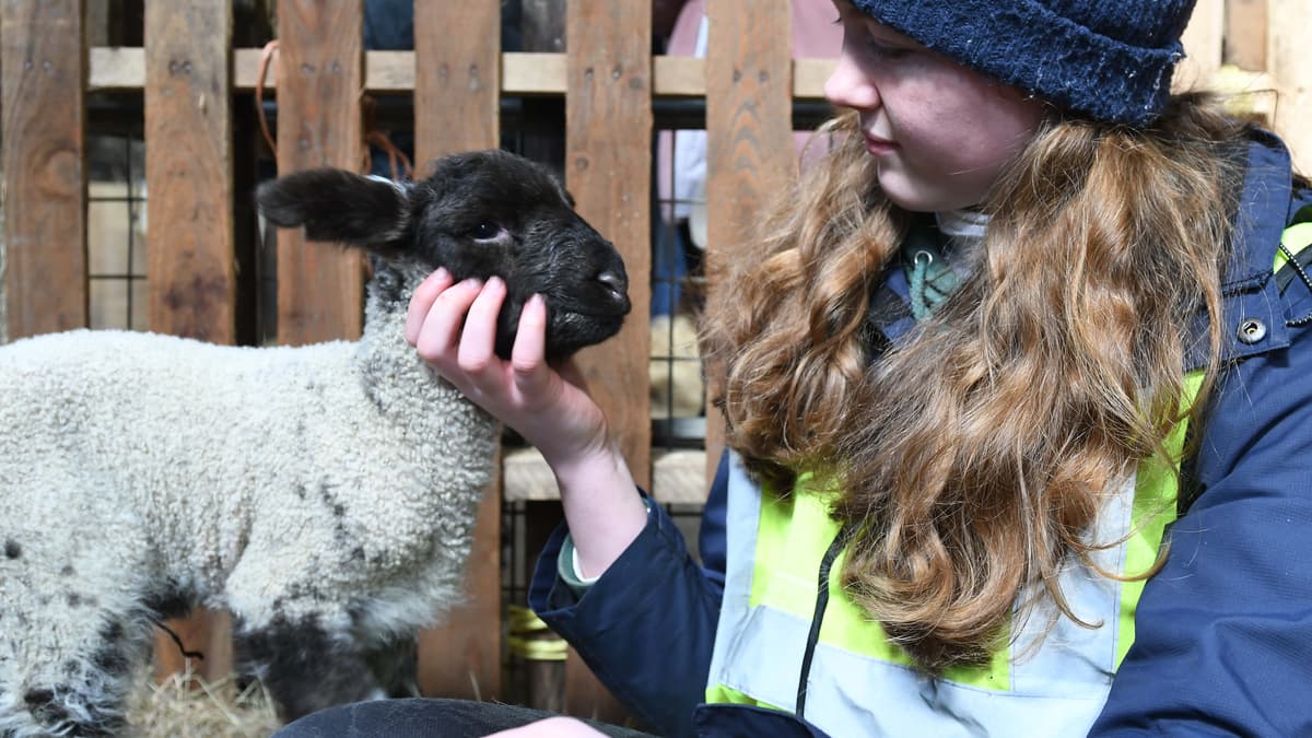Lambing Live 2024: Beautiful pictures capture popular event as first ...
