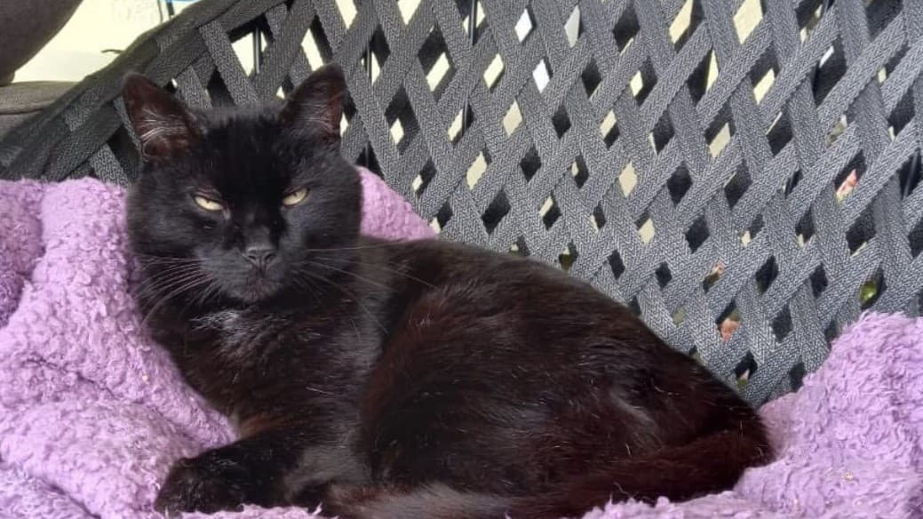 Farewell to a feline friend: Alfie the pub cat remembered in Peel ...