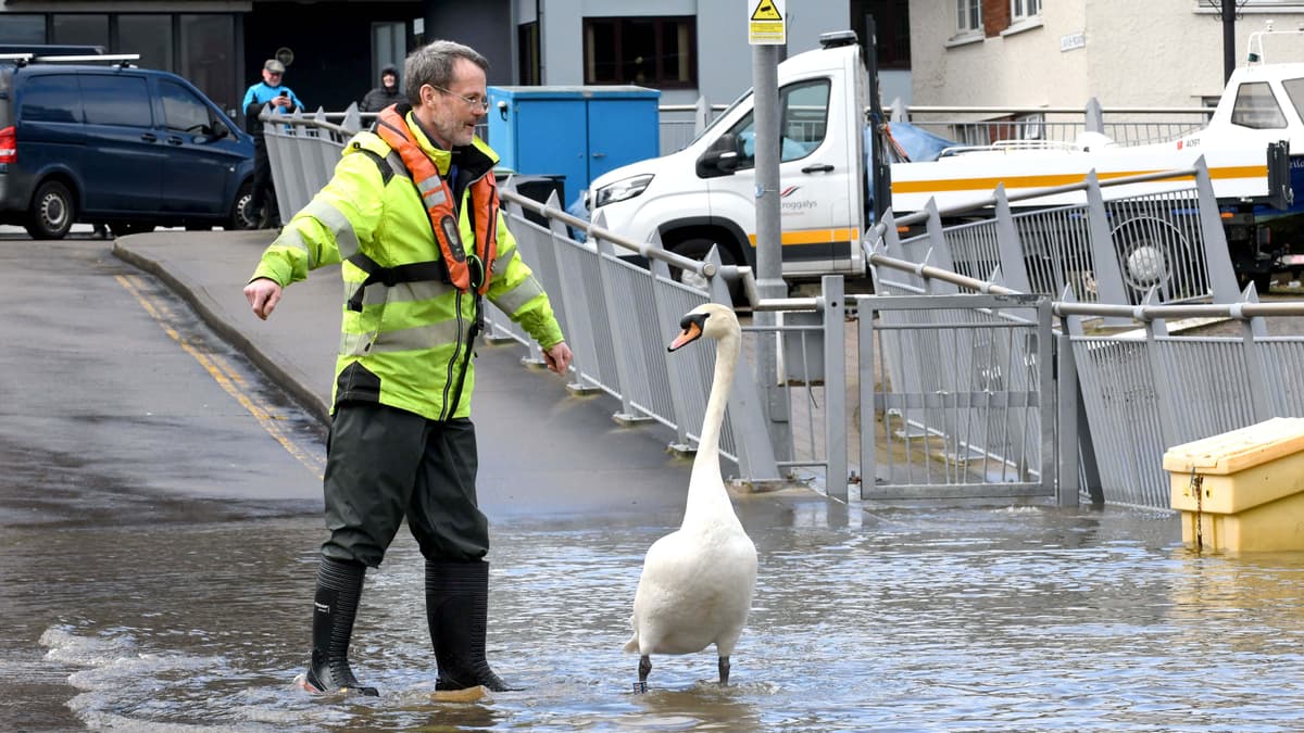 Video shows moment distressed swan is guided back to safety after being ...