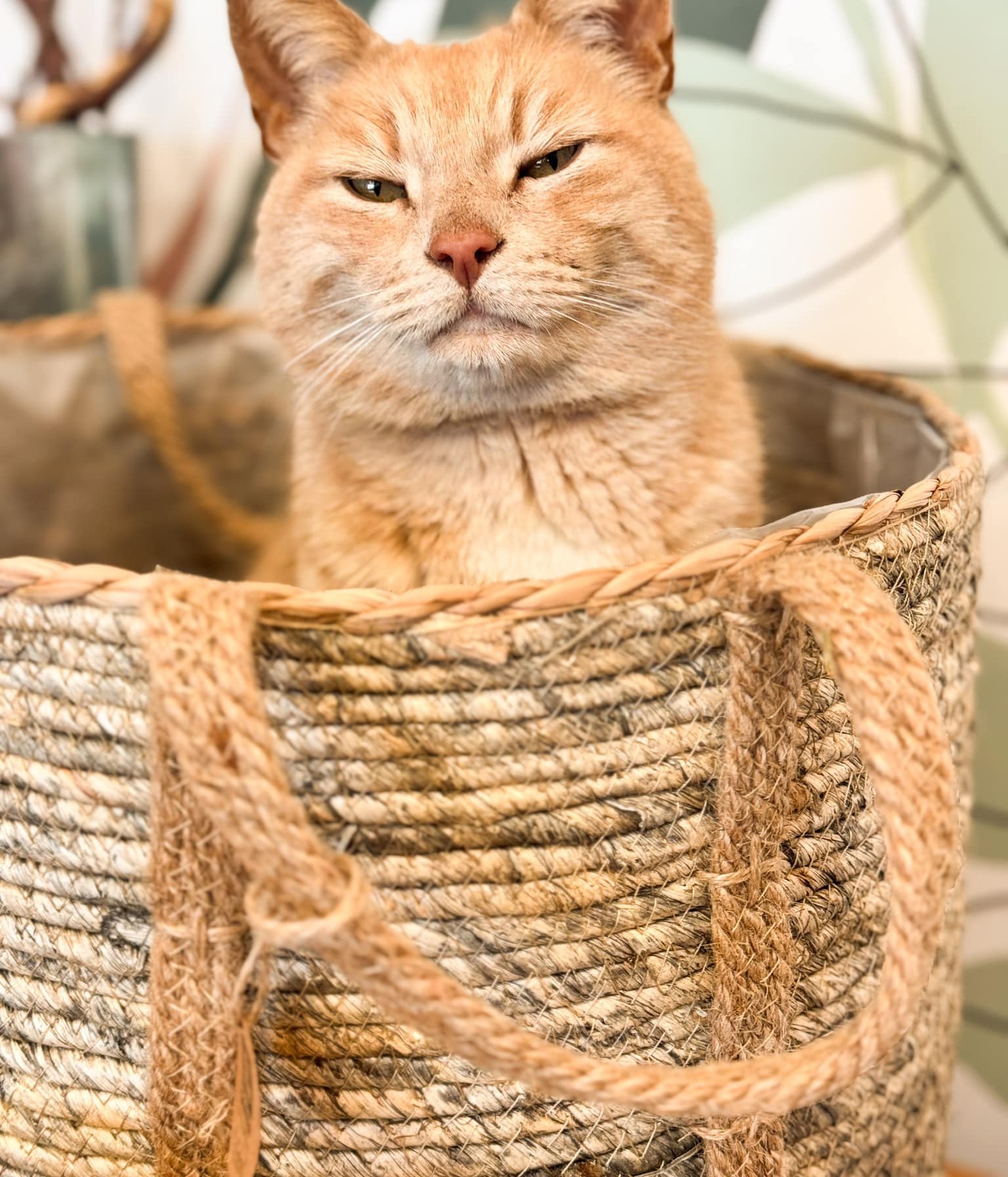 Upset as Port Erin's beloved 'celebrity' cat dies | iomtoday.co.im