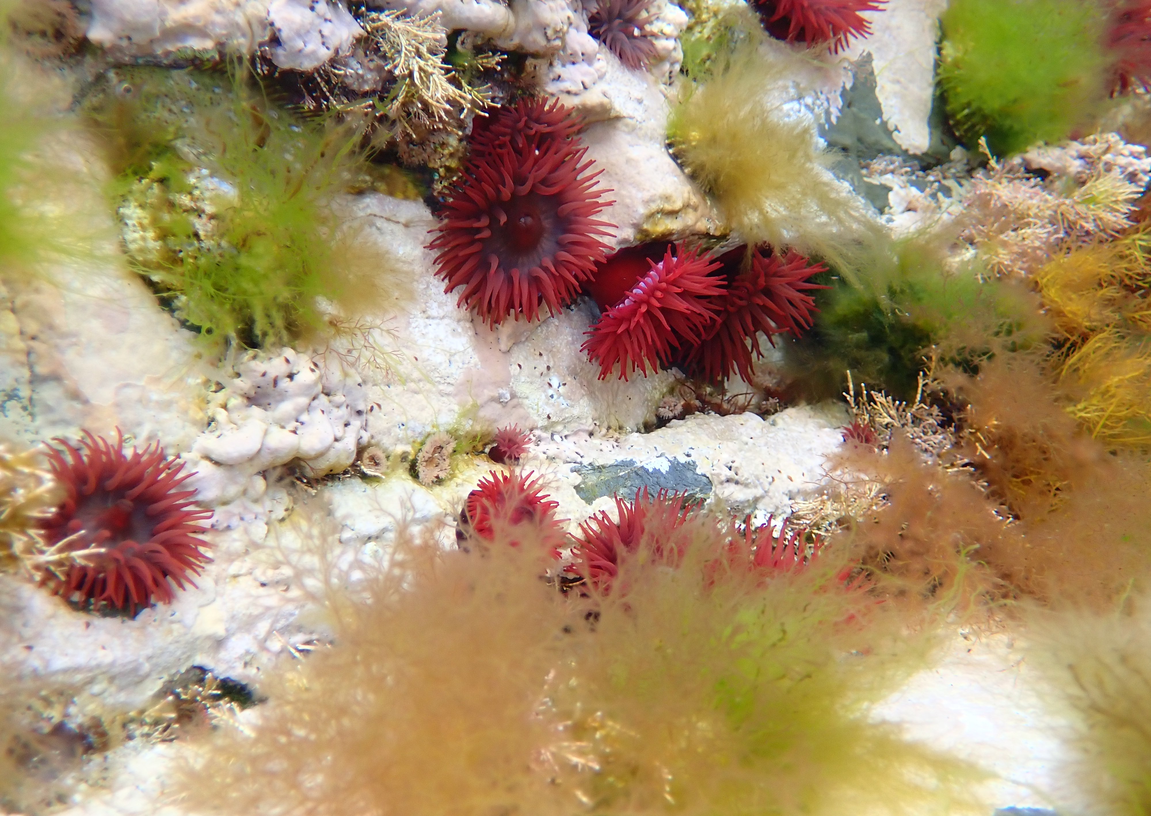 How humble algae create a visual feast in Manx rock pools | iomtoday.co.im