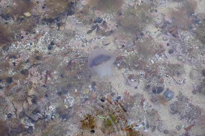 How humble algae create a visual feast in Manx rock pools | iomtoday.co.im