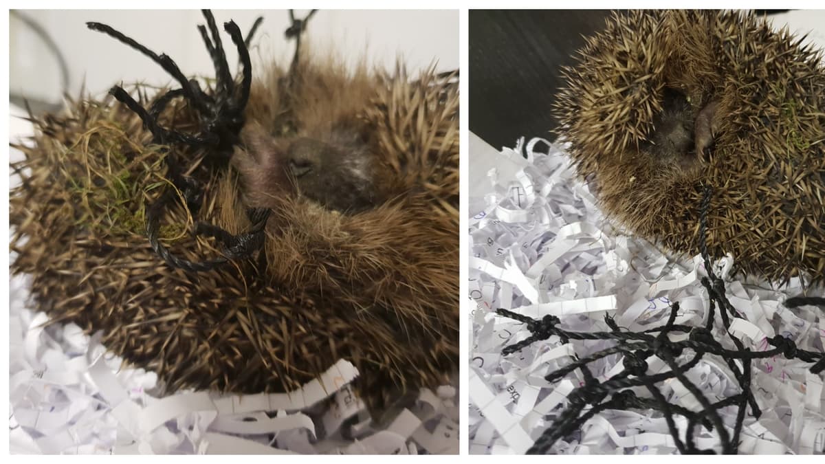 Five easy things you can do to help our hedgehogs at this time of year ...